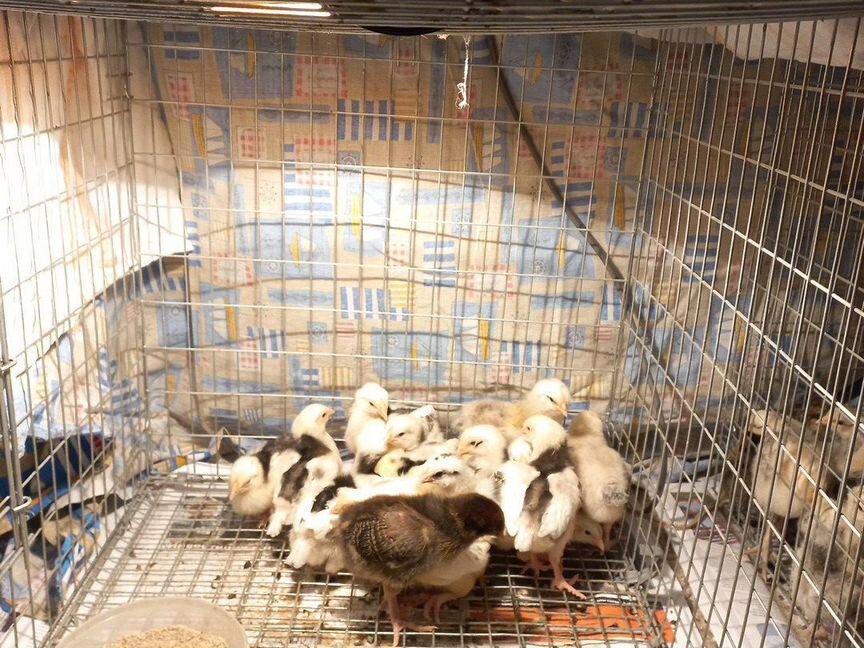 Цыплята (мясо яичной породы)