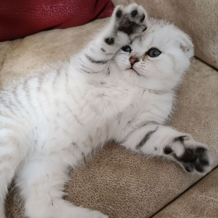 Шотландский вислоухий короткошёрстный котёнок