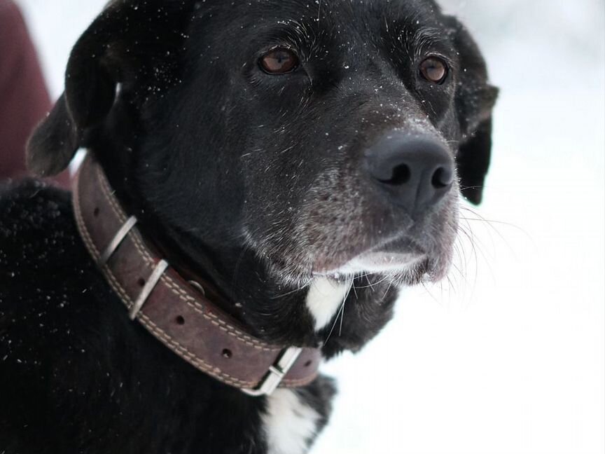 Большая добрая Лада из приюта