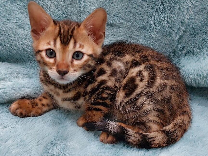 Шикарные бенгалята