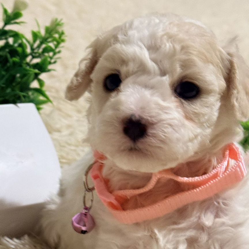 Мальтипу, щенок