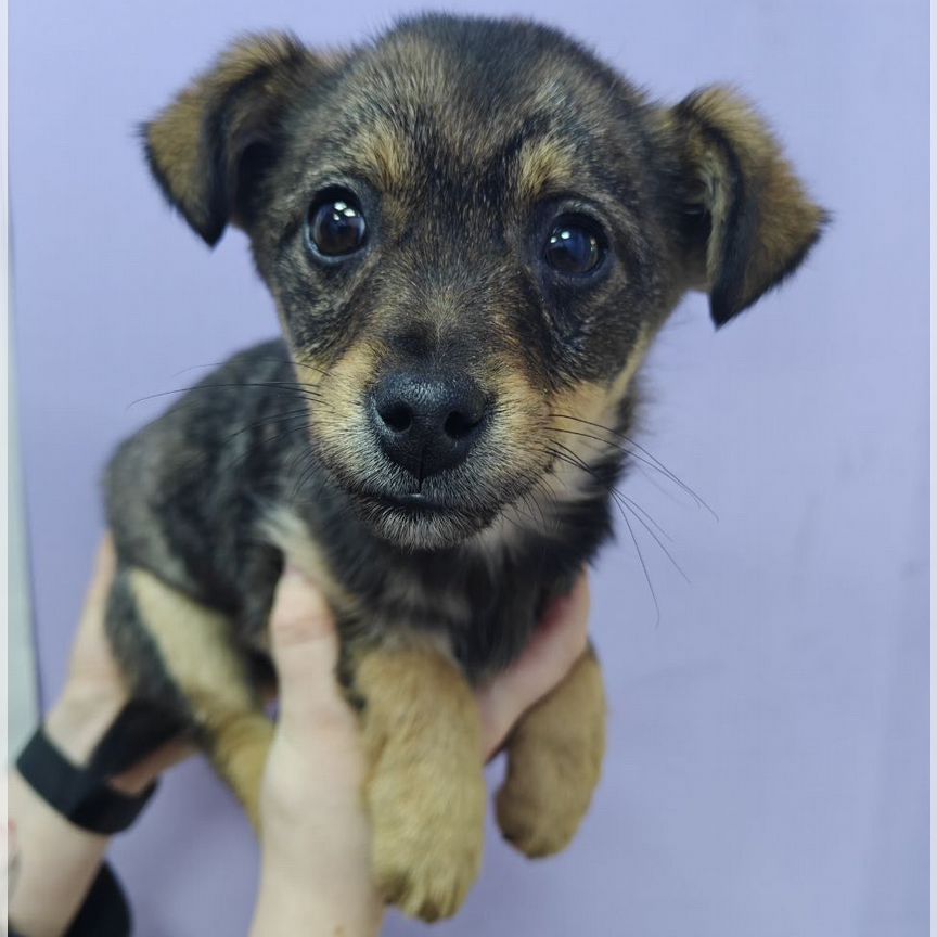 Щенок в добрые руки