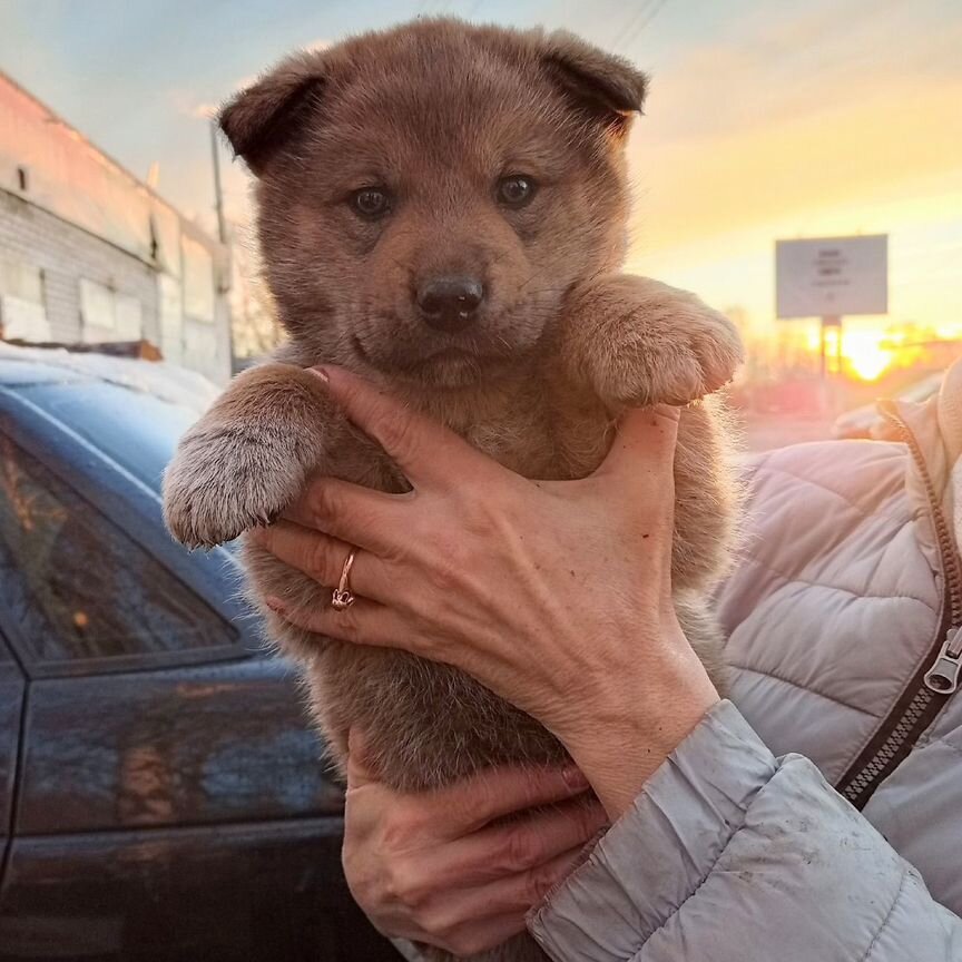 Щенок в добрые руки