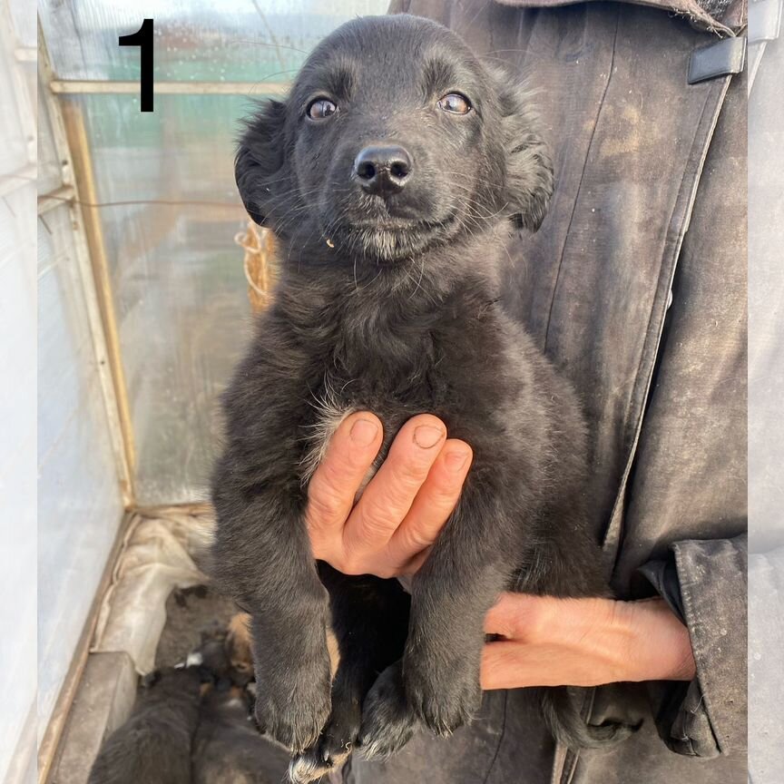 Щенок в добрые руки