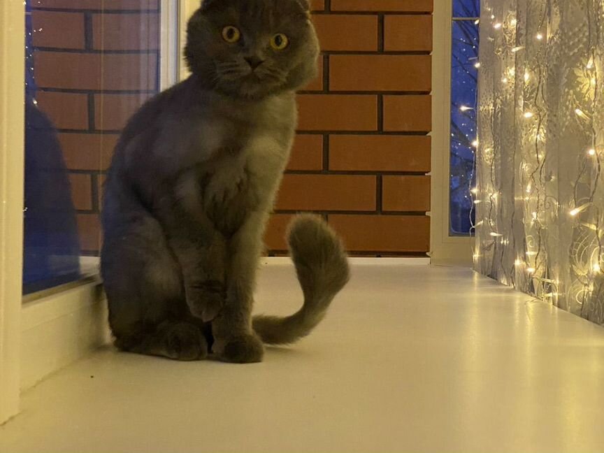 Кошку в добрые руки