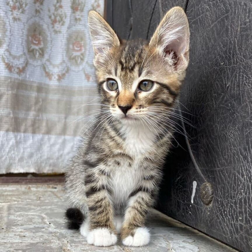 Котята бесплатно