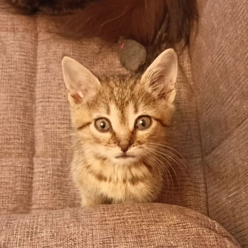 Котёнок в добрые руки