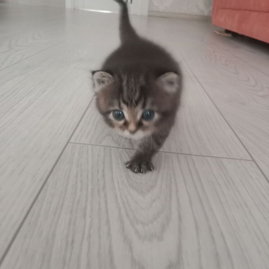 Шотландская