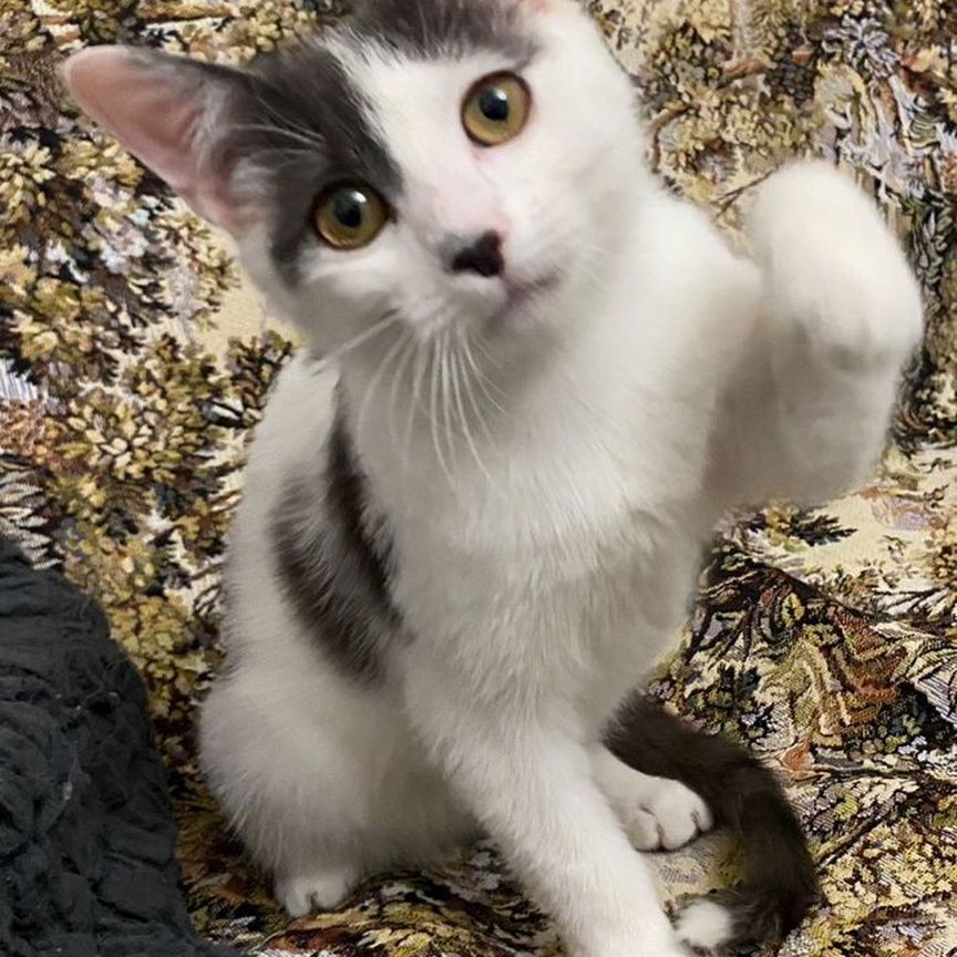 Котенок в добрые руки
