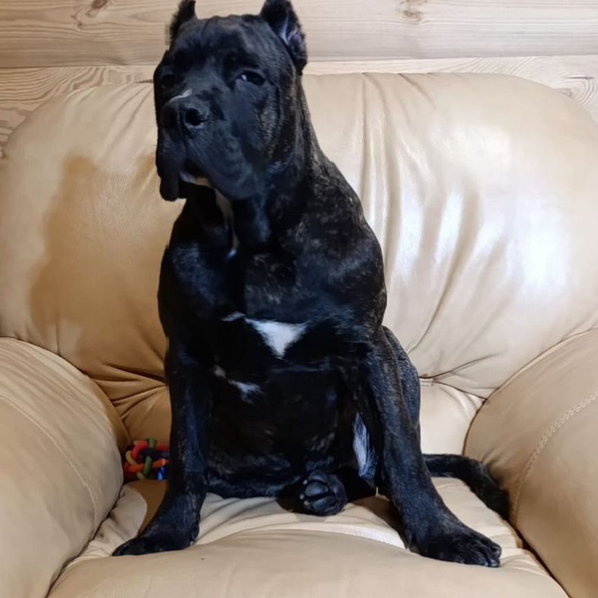 Кане-корсо, щенок