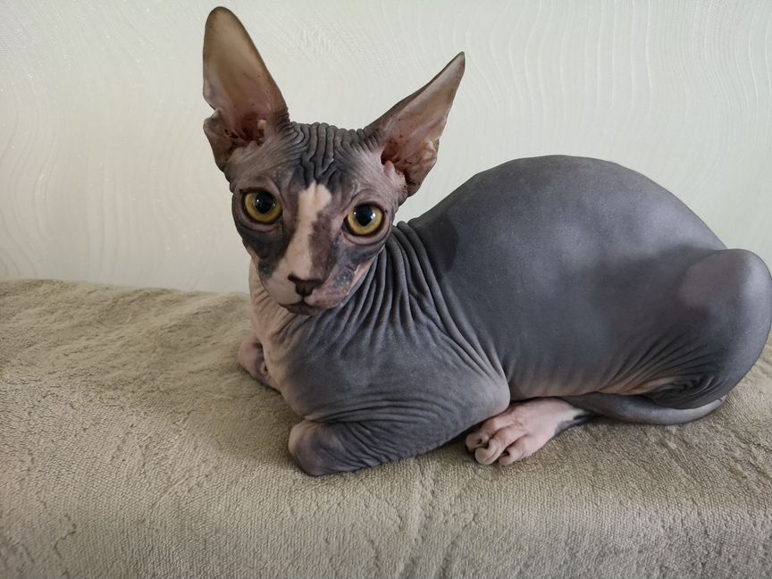 Канадский сфинкс котик
