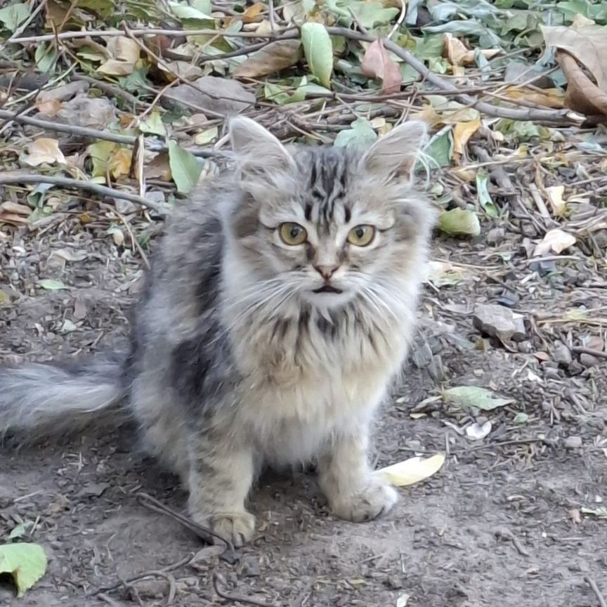 Славному котенку нужен дом