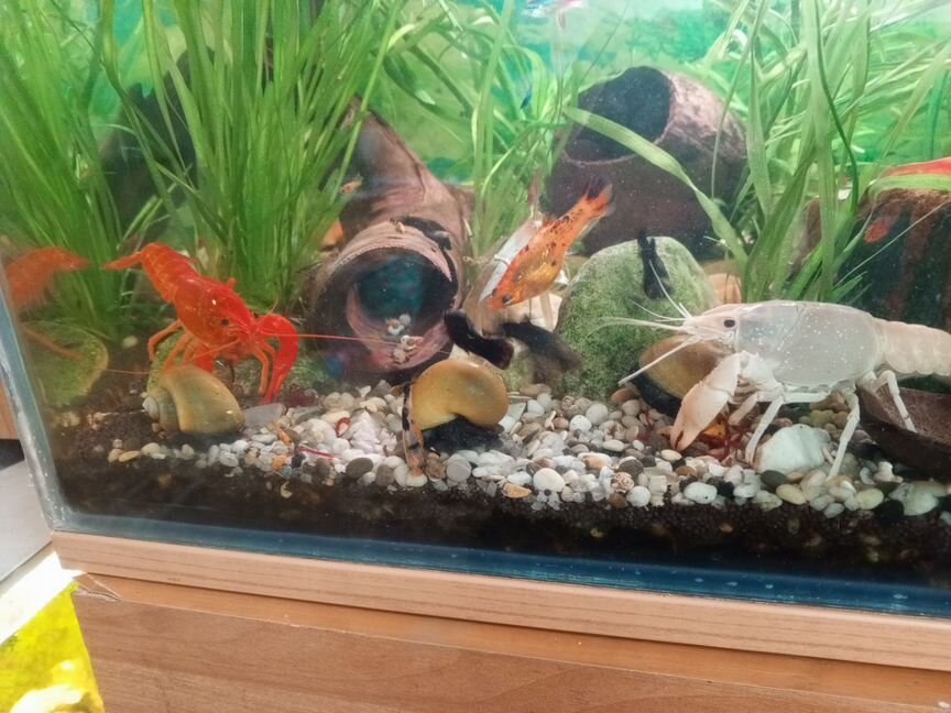 Аквариумные раки