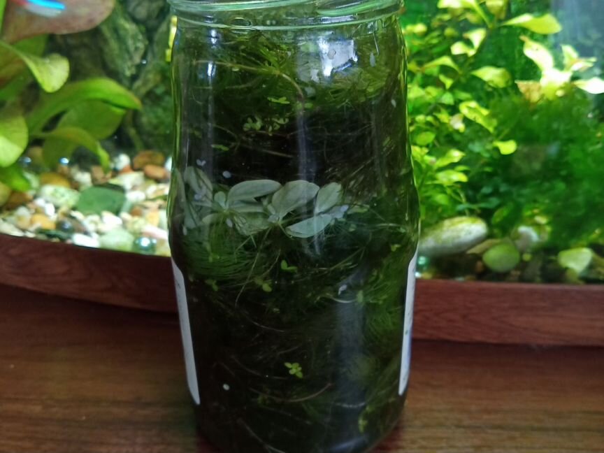 Роголистник в аквариум