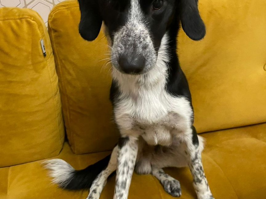 Собака в добрые руки