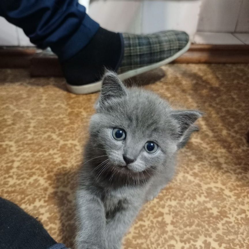 Отдам котёнка девочку в добрые руки