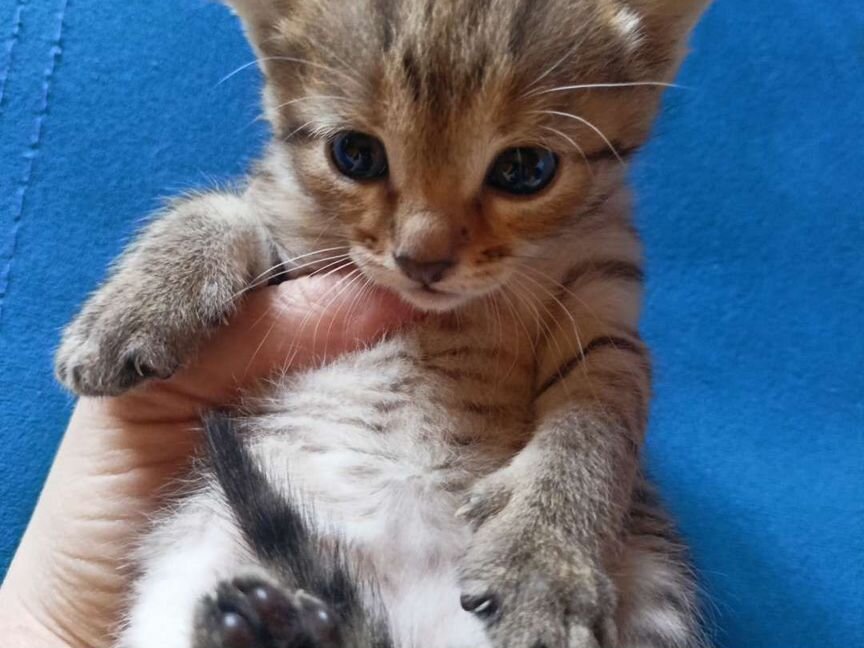 Чудесные котята в хорошие руки