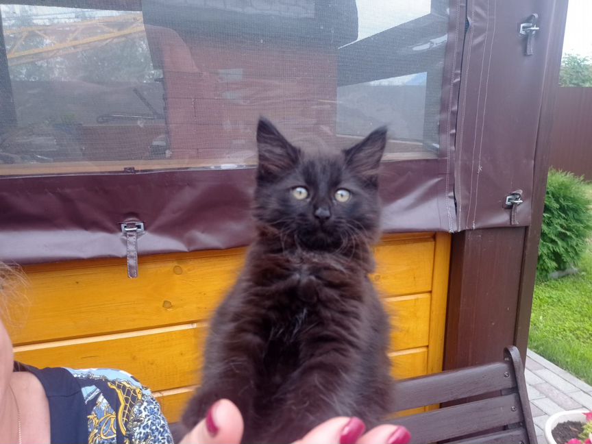 Коты неземной красоты