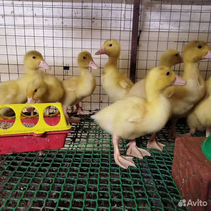 Подрощенные утята Черри-велли