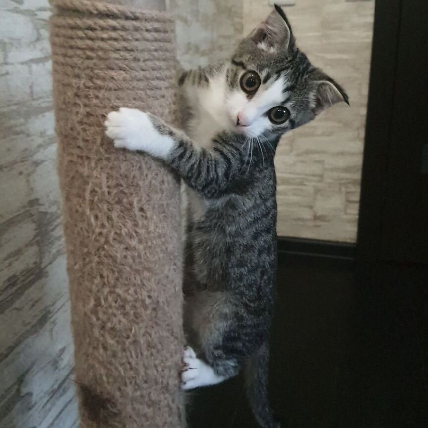Доби необычный котёнок