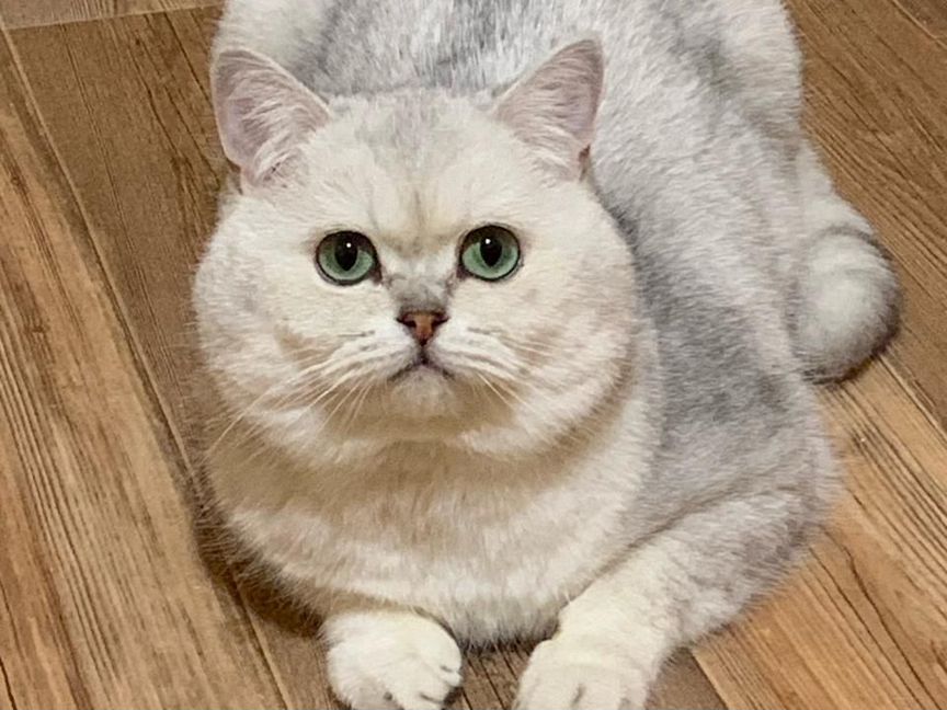 Ищу новый дом для котика