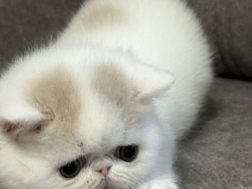Экзотический котенок