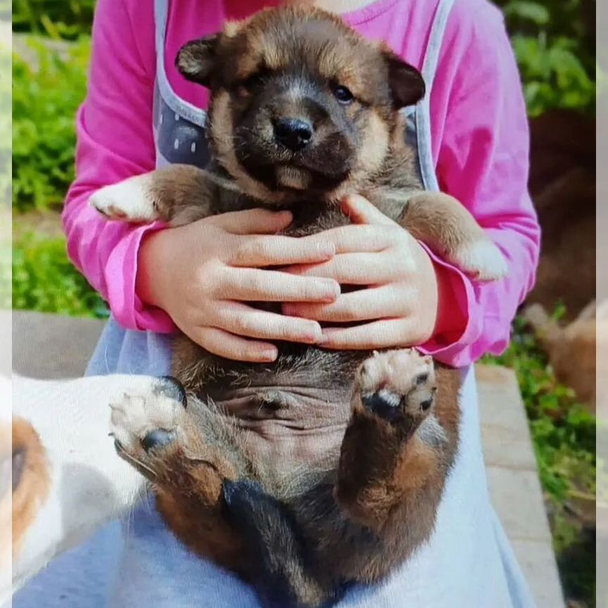 Вельш Корги Пемброк, щенок