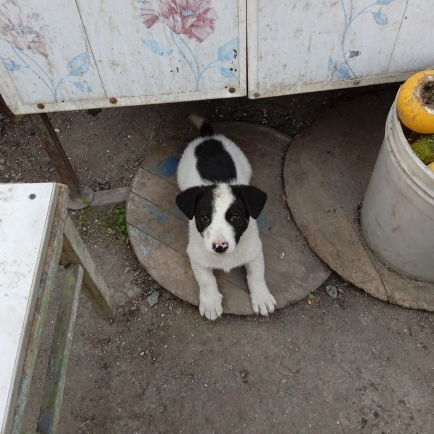 Собака в добрые руки щенок