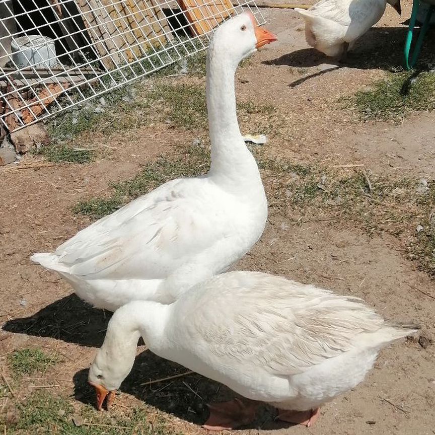 Гусиное мясо на тушонку