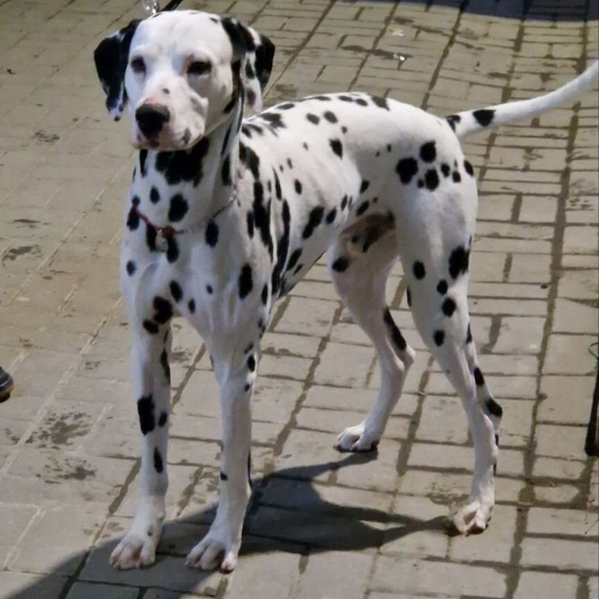 Далматин в семью