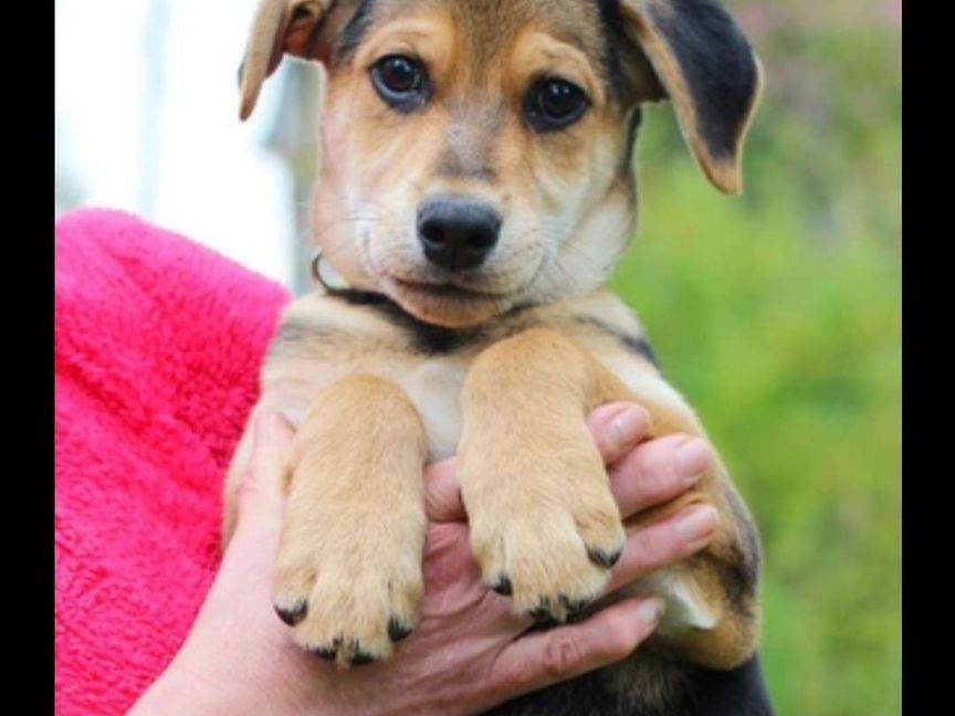 Ласковый малыш