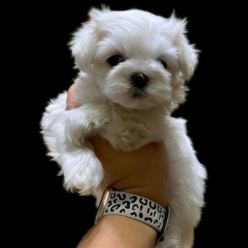 Мальтийская болонка, щенок