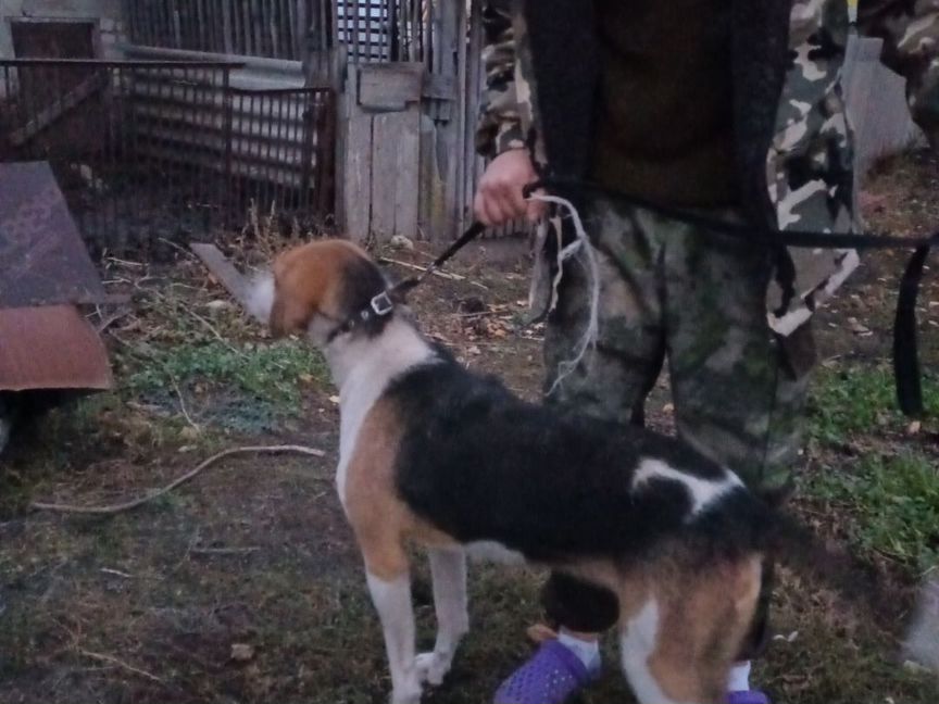 Собака
