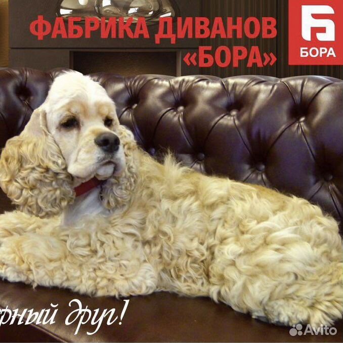 Ам Кокер спаниель щенки