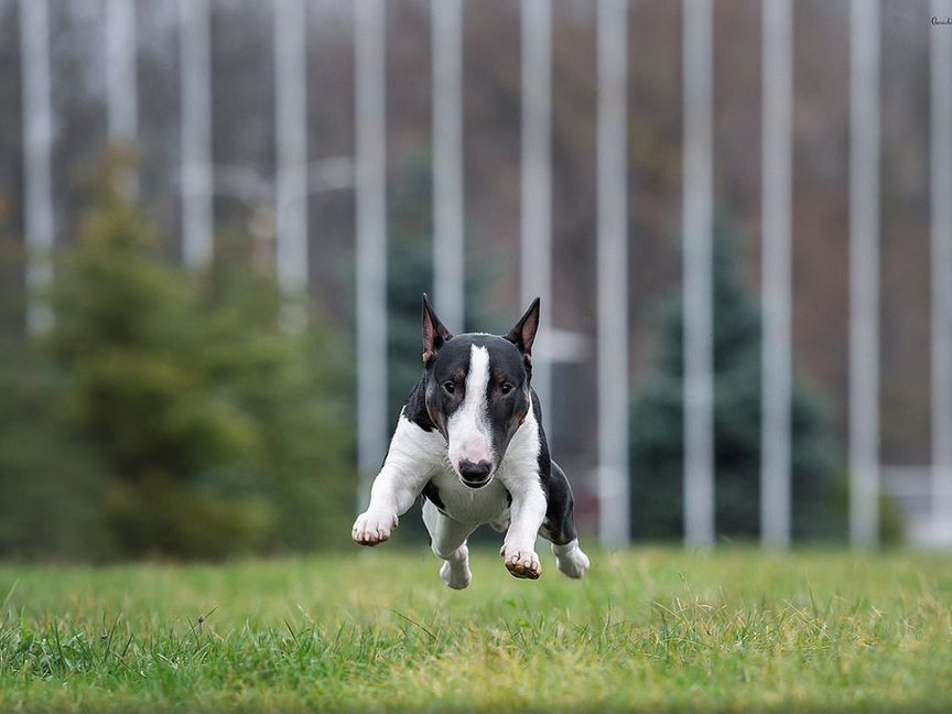 Минибульчик