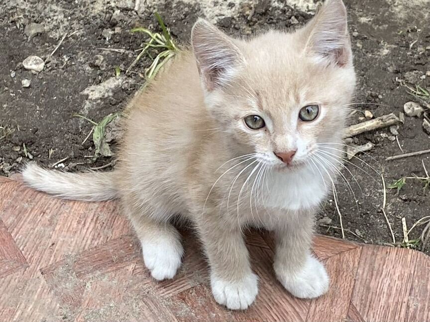 Котята в добрые руки