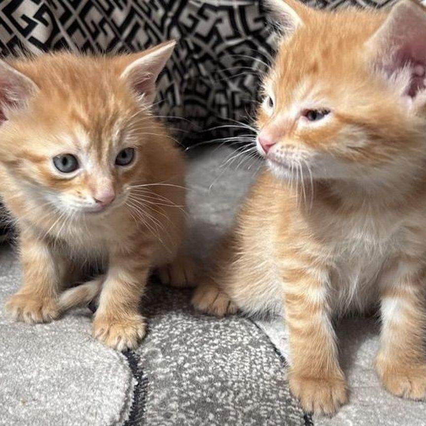 Котята в добрые руки даром