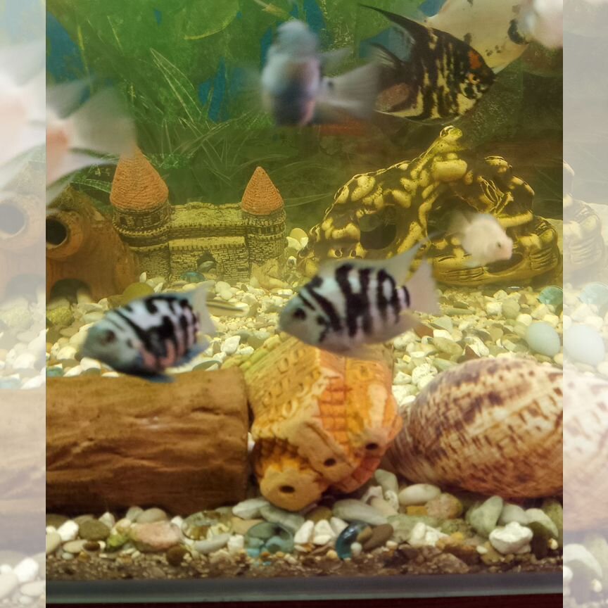 Сапфировый попугай