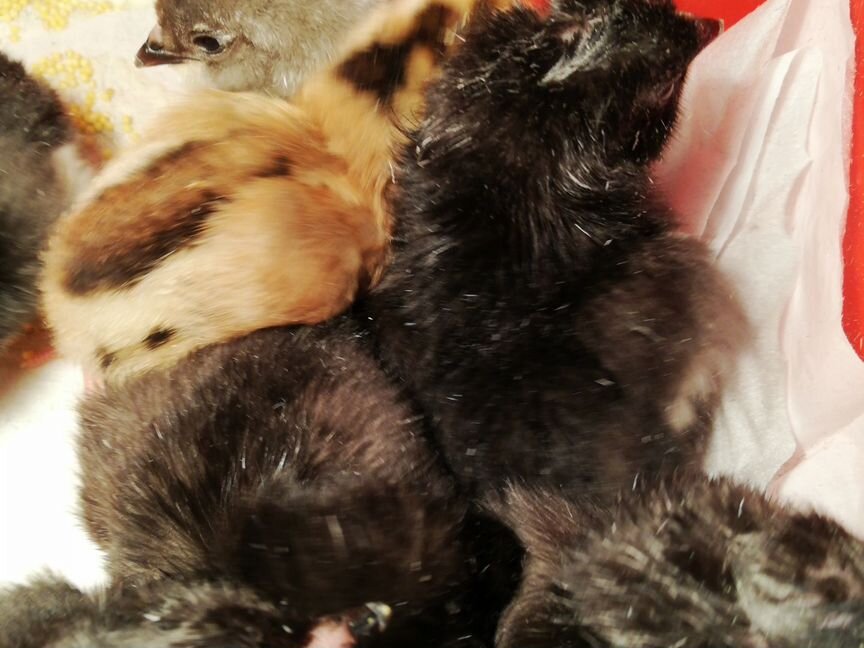 Цыплята Амераукан.суточные