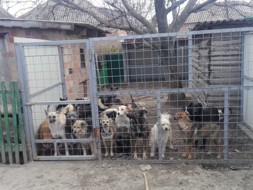 Собаки из приюта ищут хозяев/кураторов