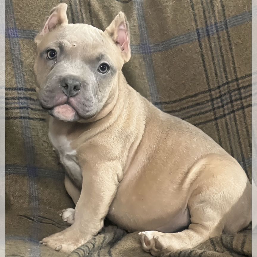 Американский булли, щенок