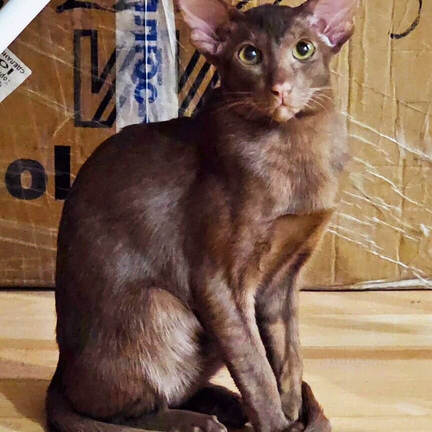 Ориентальные котята