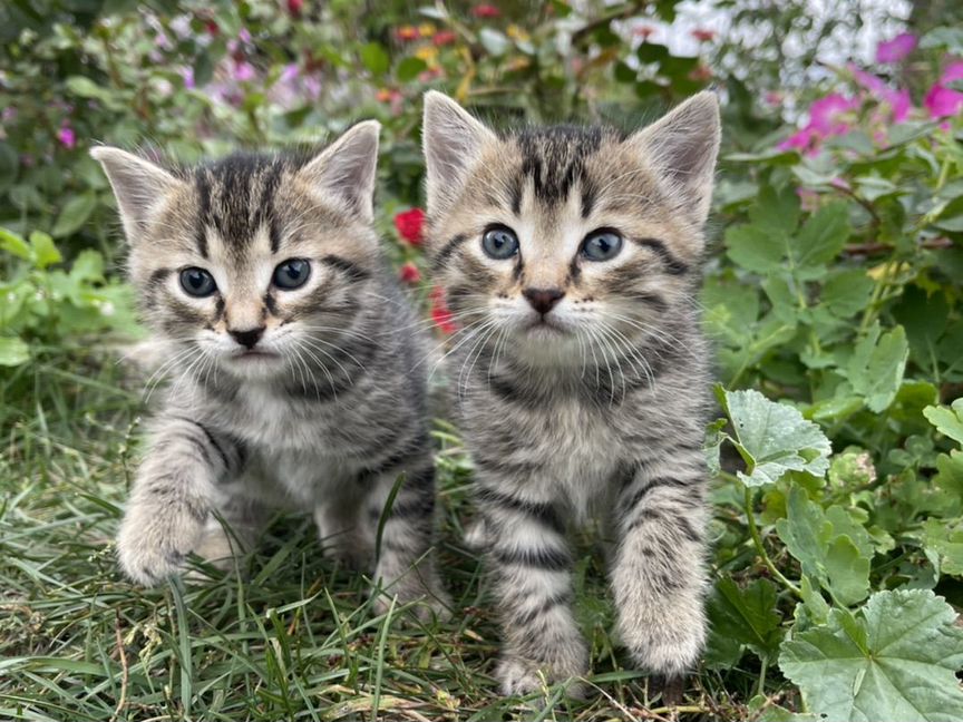 Котята британцы