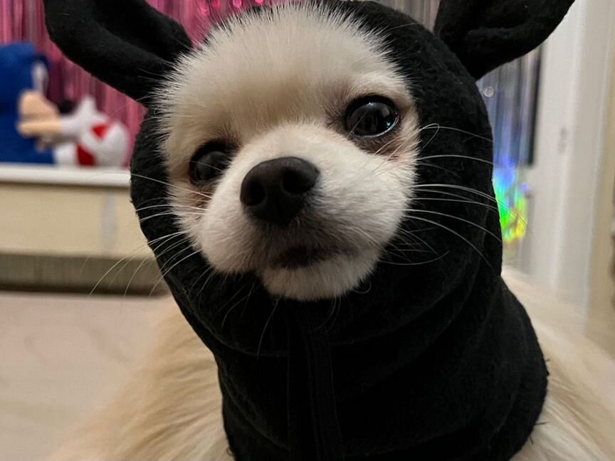 Шапка для собак мелких пород