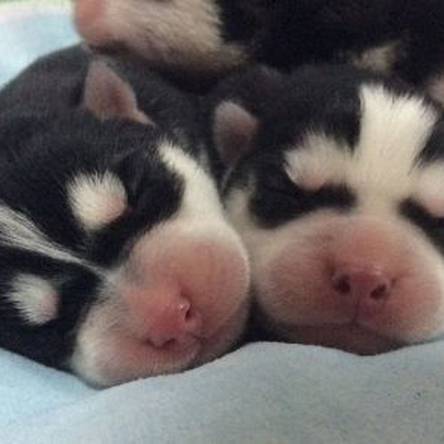 Удивительные хасятки