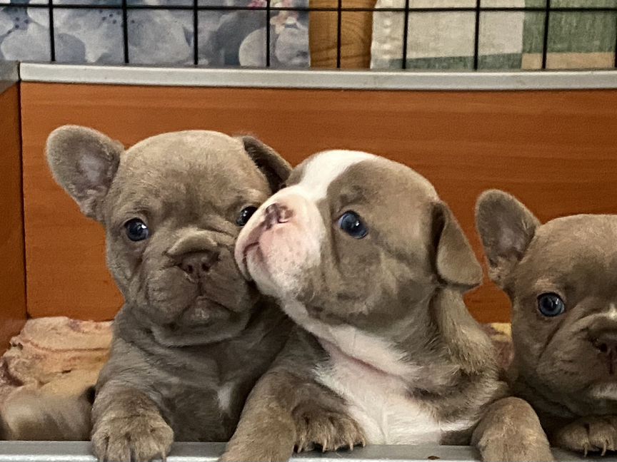 Французы - окрас изабелла