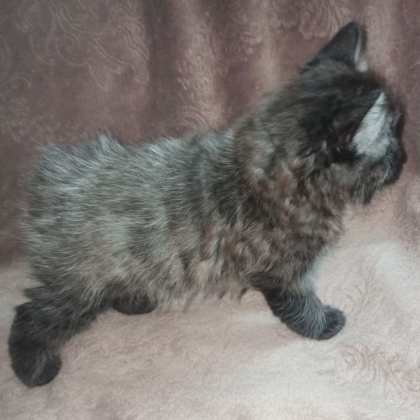 Курильский бобтейл длинношёрстный котёнок