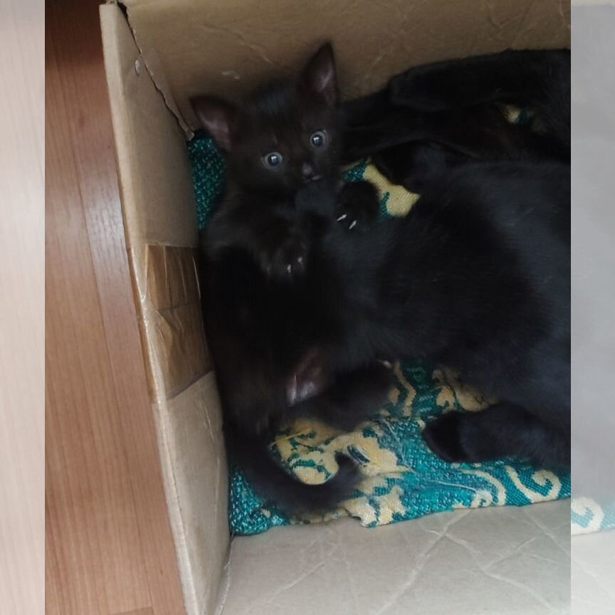 Котята в добрые руки бесплатно