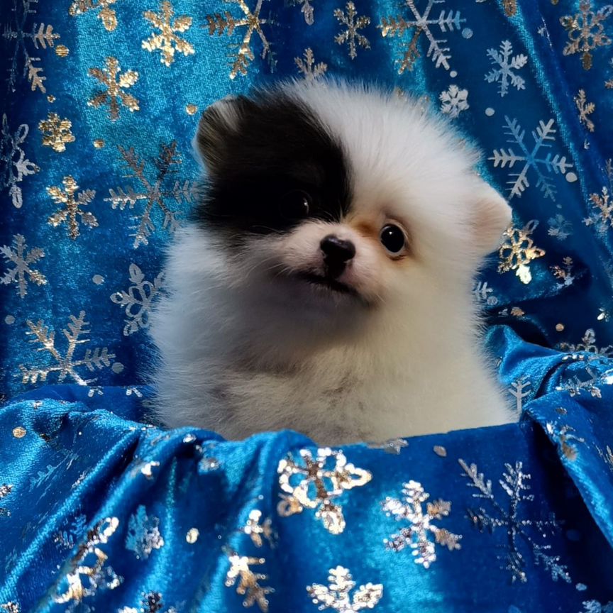 Померанский шпиц