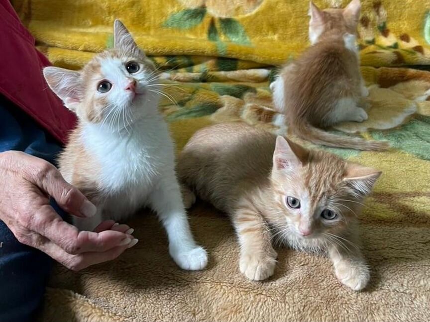 Рыжие котята ищут дом